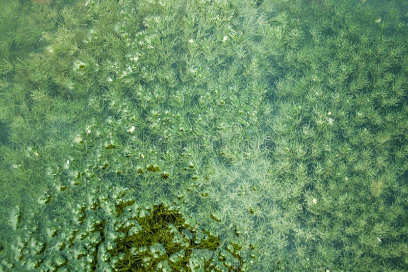 Green algae in water stock photo. Image of ingredient - 120558580