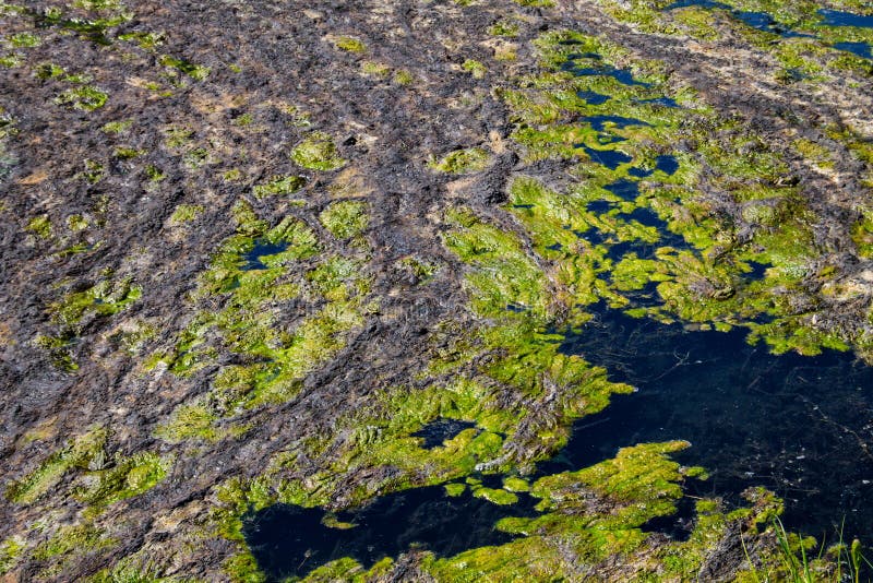 Green Algae in Water Surface Stock Image - Image of aquatic, biology ...