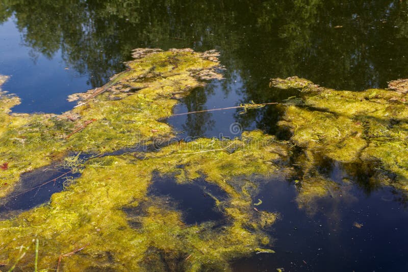 Green Algae in a Water Surface Stock Photo - Image of blooming, mire ...