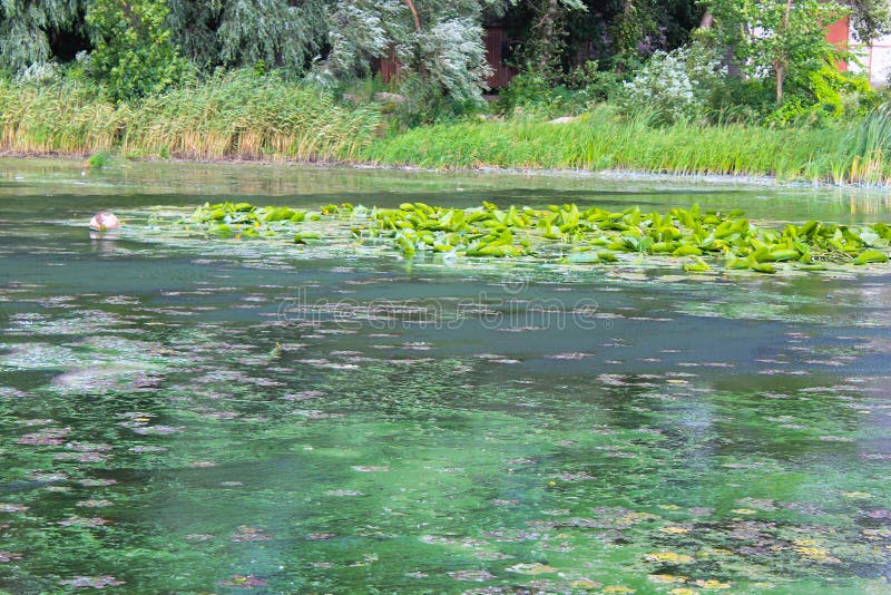 Green Algae on Water Surface Stock Photo - Image of environmental ...