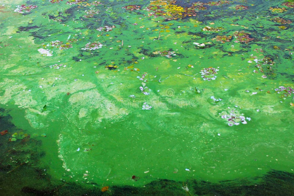 Green Algae on Water Surface Stock Image - Image of contaminated, algae ...
