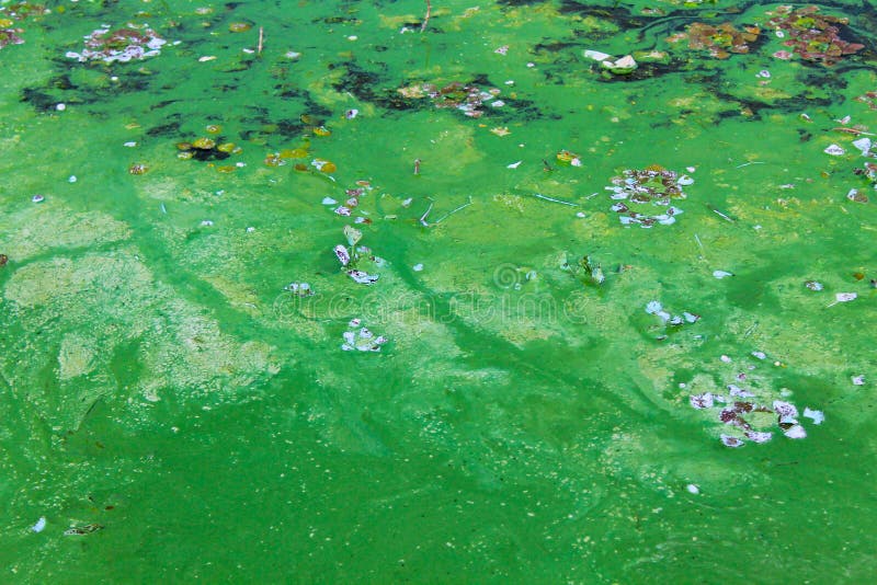 Green Algae on Water Surface Stock Photo - Image of algae, life: 77038858