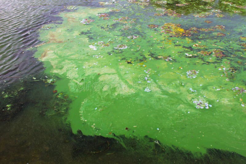 Green Algae on Water Surface Stock Photo - Image of dirty, environment ...