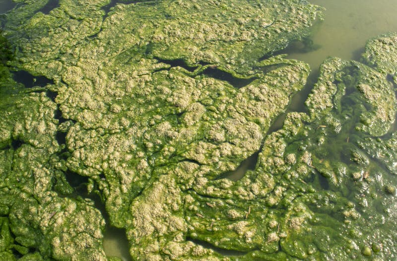 Green Algae on a Water Surface. Flowering Water As Background or ...