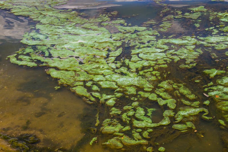 Green Algae in the Water Surface Stock Photo - Image of botany, organic ...
