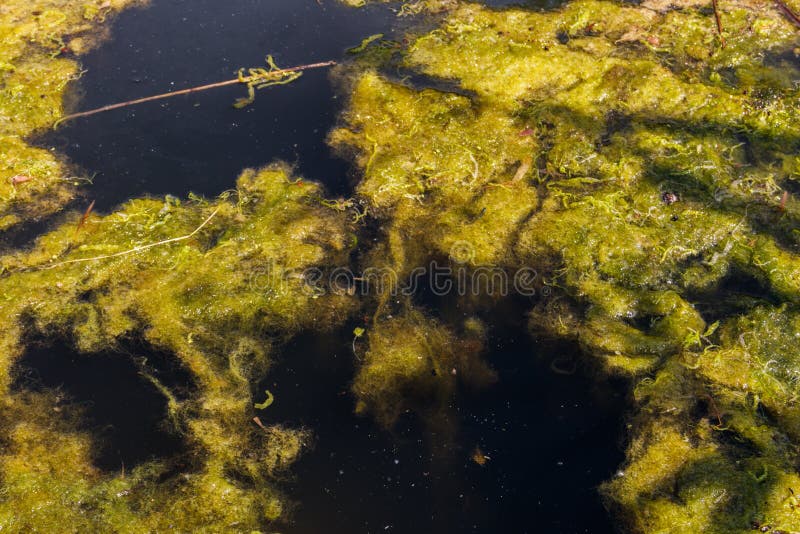 Green Algae in Water Surface Stock Photo - Image of plant, pollution ...