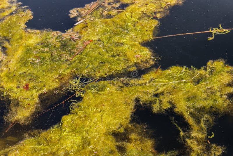 Green Algae in Water Surface Stock Photo - Image of mire, flora: 154723860