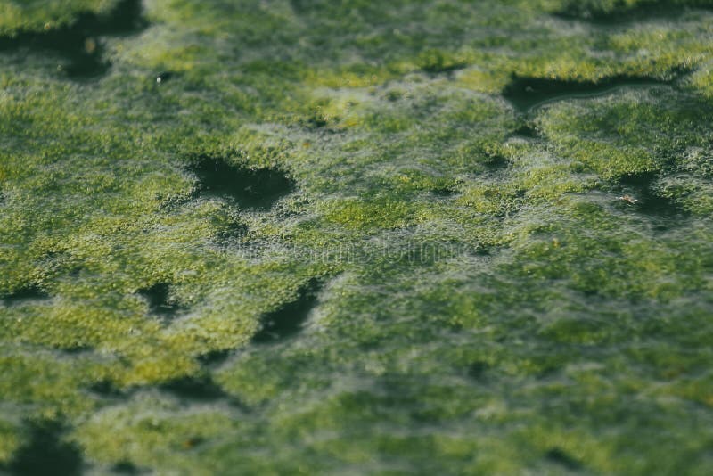 Green Algae on the Water Surface. Green Natural Texture Stock Photo ...