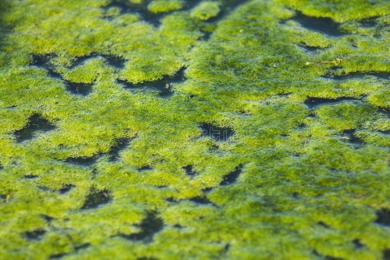Green Algae on the Water Surface. Green Natural Texture Stock Photo ...