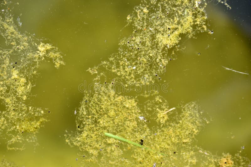 Green Algae on the Water Surface of the Swamp Stock Image - Image of ...