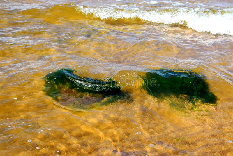 Green Algae in Yellow Sea Water Near the Shore Stock Image - Image of ...