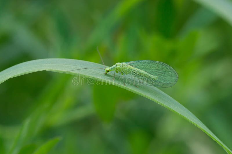 Green Alien Insect with Transparent Wings Stock Image - Image of fresh ...