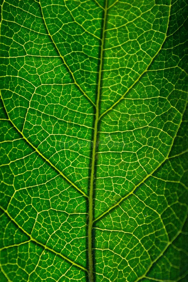 Green and alive leaf stock image. Image of macro, natural - 118738789