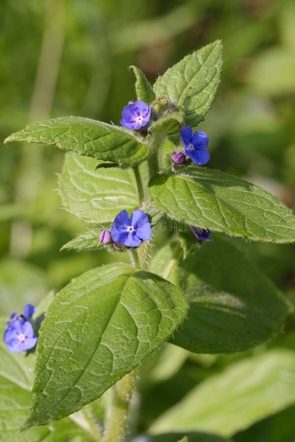 Green Alkanet stock photo. Image of garden, weed, pentaglottis - 45041090