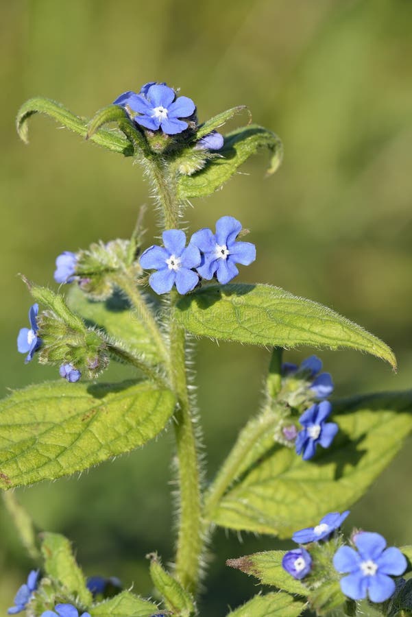 Green Alkanet stock photo. Image of weed, alkanet, nature - 54624374