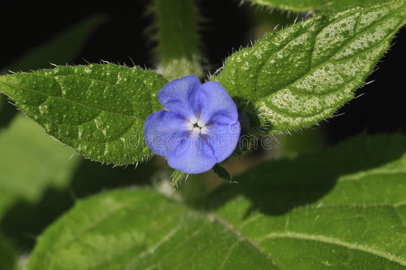 Green Alkanet stock image. Image of wild, wildflower - 53695881