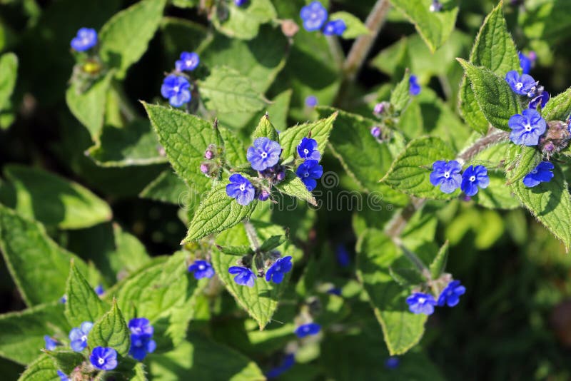 Green alkanet stock photo. Image of leaf, spring, flora - 171889942