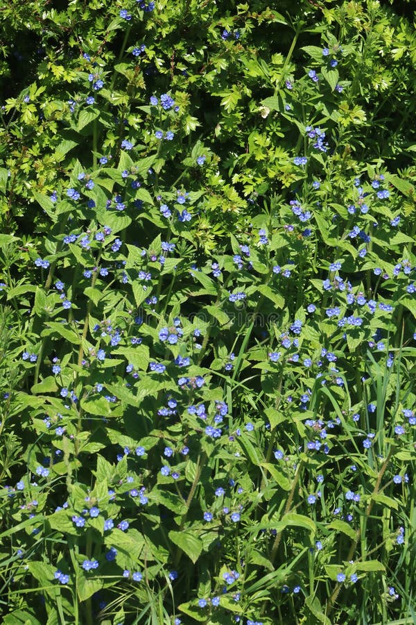 Green Alkanet, Pentaglottis Sempervirens, Flowers Stock Image - Image ...