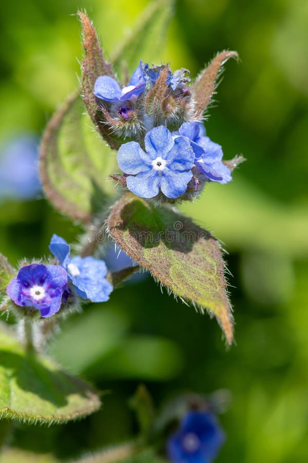 Green Alkanet (pentaglottis Sempervirens) Plant Stock Image - Image of ...