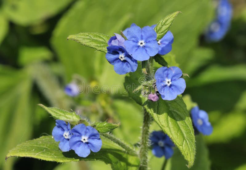 Green Alkanet stock photo. Image of somerset, horizontal - 44663762