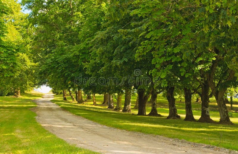 Green Alley in Town stock photo. Image of color, perspective - 8937226