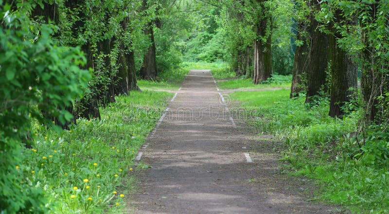 Green Alley with a Direct Footpath Stock Image - Image of greenery ...