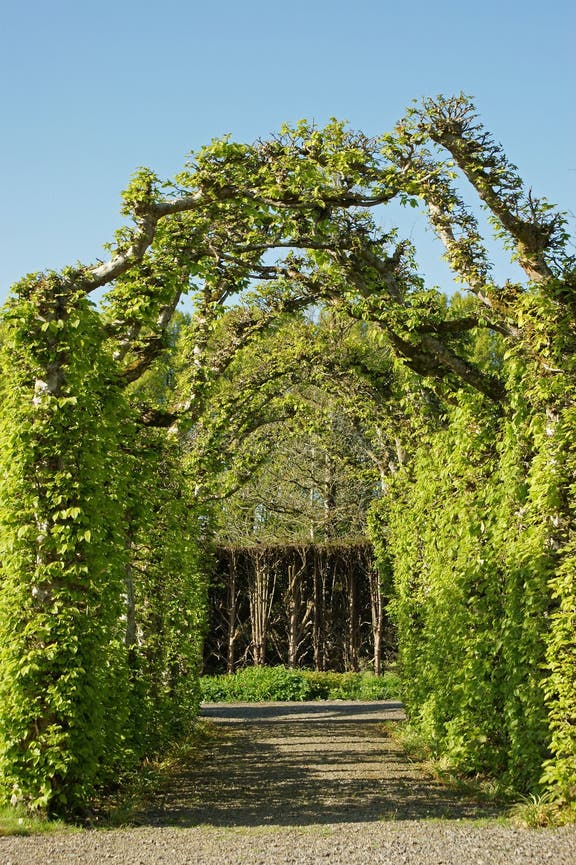 Green alley in the garden stock image. Image of elegance - 5352019