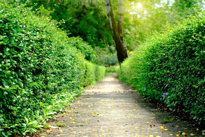 Green Alley,path in the Park Stock Image - Image of maryland, green ...