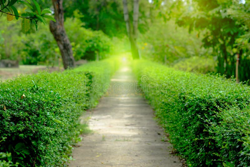 Green Alley,path in the Park Stock Image - Image of arboretum, natural ...