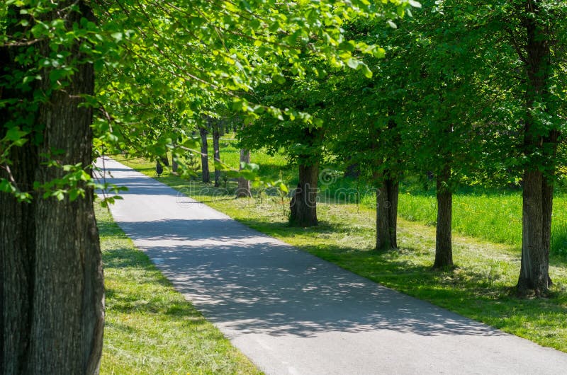 Green Alley in the Recreation Park with an Asphalt Path Stock Image ...