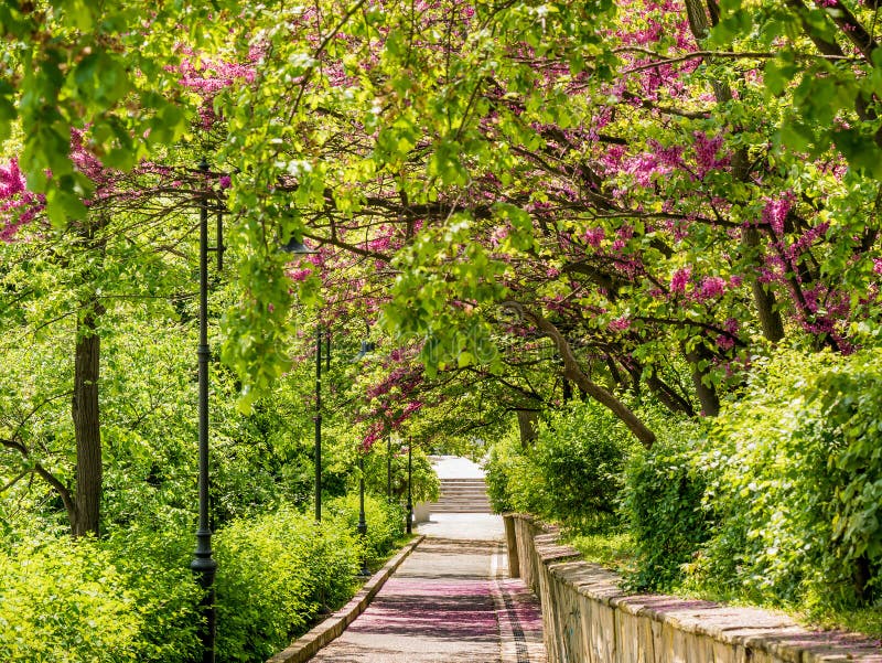 Green alley in spring park stock image. Image of city - 119488639