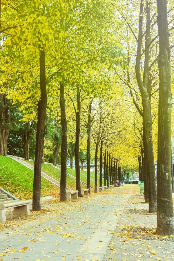 Green Alley with Trees in the Park Stock Photo - Image of canopy, road ...
