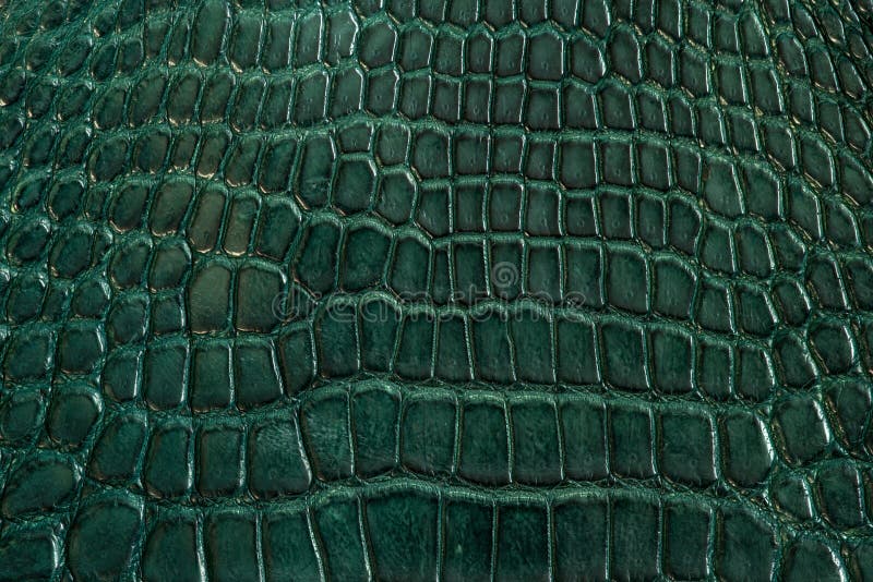 Green alligator leather stock photo. Image of skins, quality - 70035042