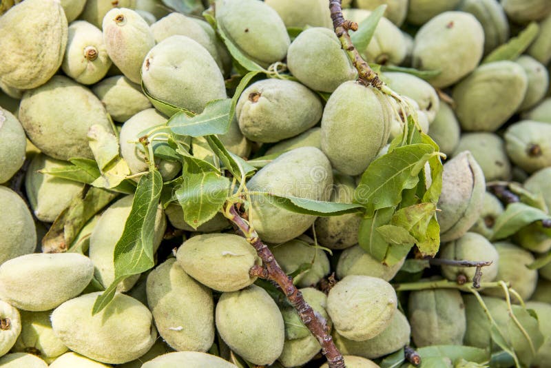 Fresh Raw Bitter Almonds Pod Stock Photos - Free & Royalty-Free Stock ...
