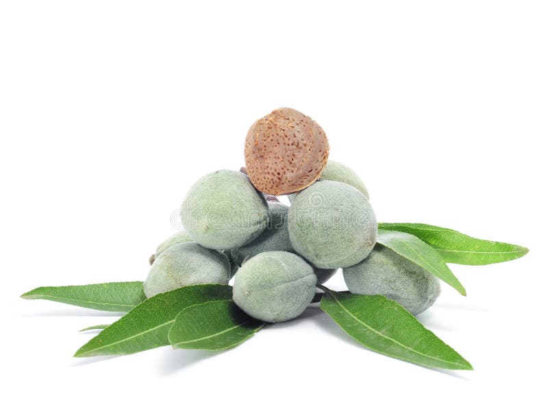 Green almonds stock image. Image of isolated, colorful - 24394451