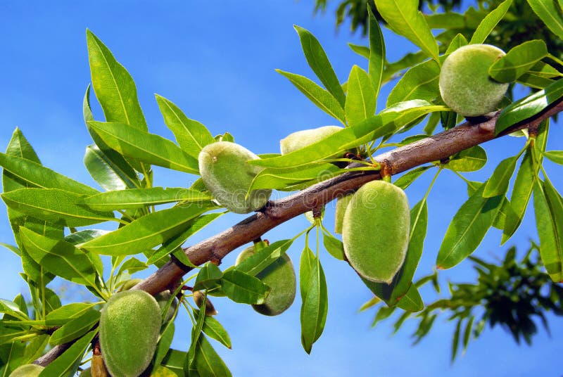 Green Almonds on a Background of Blue Sky. Stock Image - Image of ...