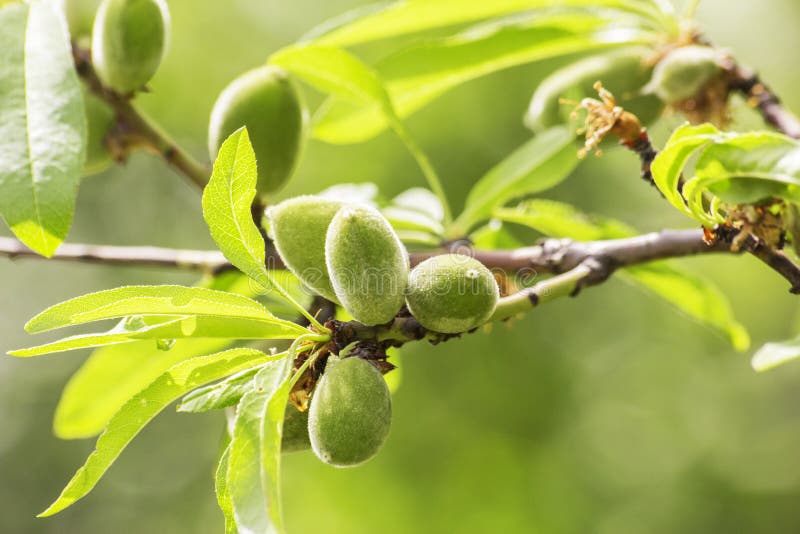 Almonds on tree stock image. Image of tree, leaves, outdoors - 27192055