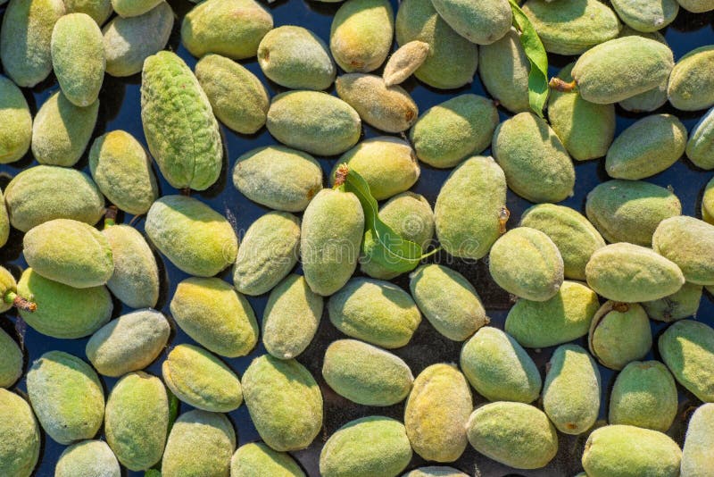 The Green Almonds in the Peel are Dried in the Sun Stock Photo - Image ...