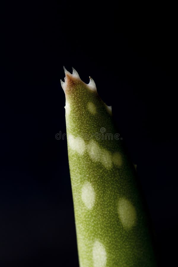 Green Aloe Vera Branches Isolated on a Solid Black Background Stock ...