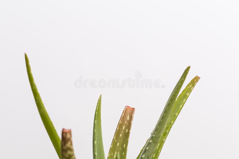 325 Vera Branches Stock Photos - Free & Royalty-Free Stock Photos from ...