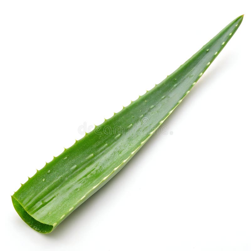 Green Aloe Vera Leaf Isolated on White Background Stock Illustration ...