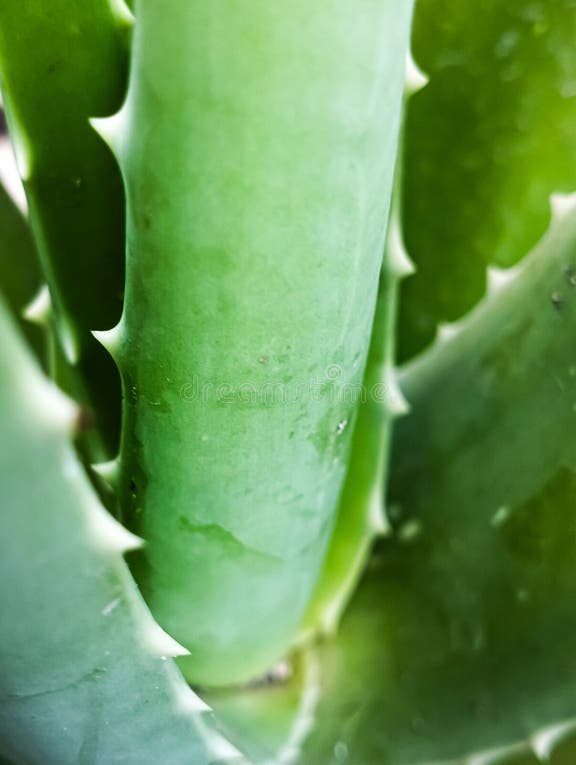 Green Aloe Vera Leaf Pattern Nature Background Stock Photo - Image of ...