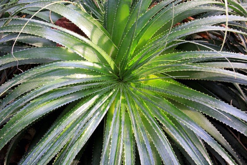 Green Aloe Vera stock image. Image of macro, botany, grow - 65687601