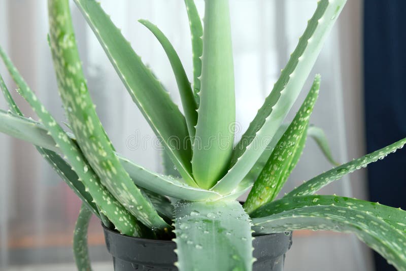 Green Aloe Vera Plant in a Natural Light Stock Photo - Image of healthy ...