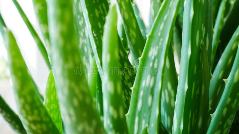 Green aloe vera plants. stock image. Image of growing - 98659303