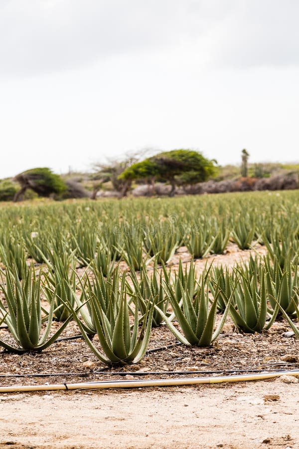 Green Aloe Vera stock image. Image of tropical, medicinal - 79126191