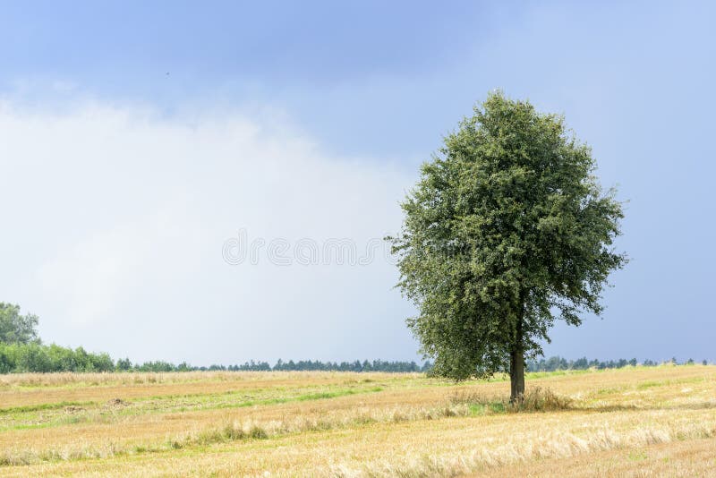 Green alone tree stock image. Image of bright, outdoors - 44372145