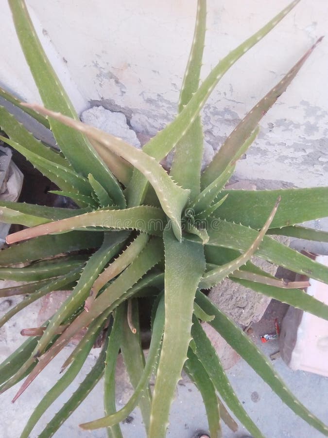 Green Alovera plant stock image. Image of herb, plant - 184914117