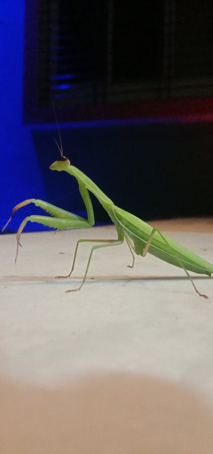 Green Amantis insect stock image. Image of invertebrate - 191317053