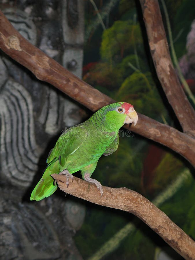Green Amazon Parrot stock image. Image of amazonian, parrot - 600611